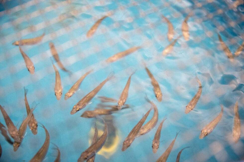 FELASA Workshop Classification & Reporting of Severity Mouse, Rat ...